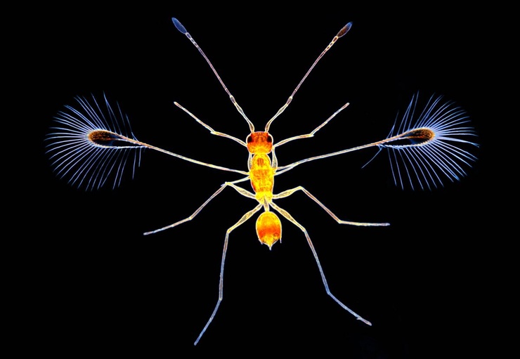 Strange Microscopic Creatures